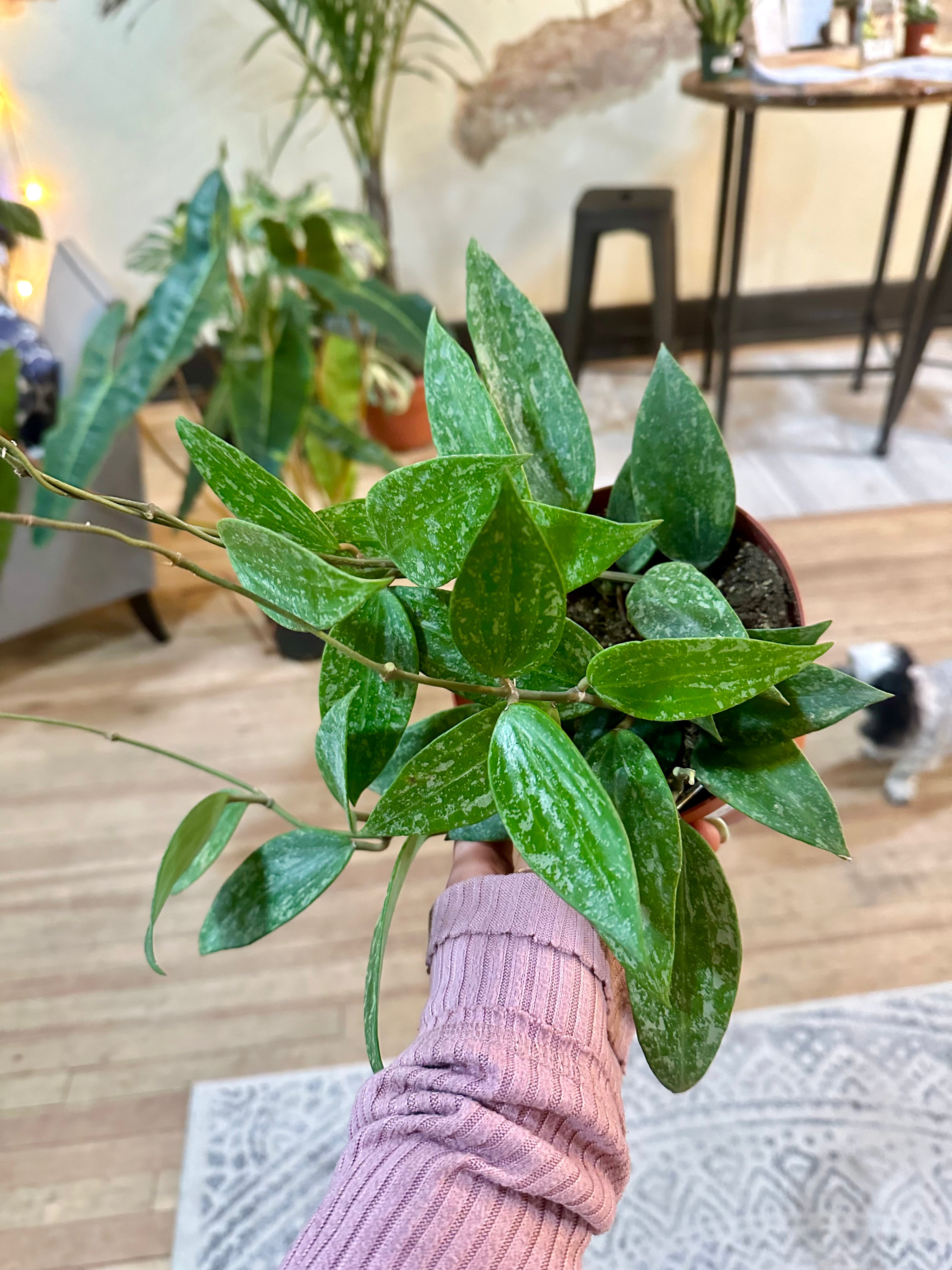 Hoya Rangsan 6" – Grows on Main