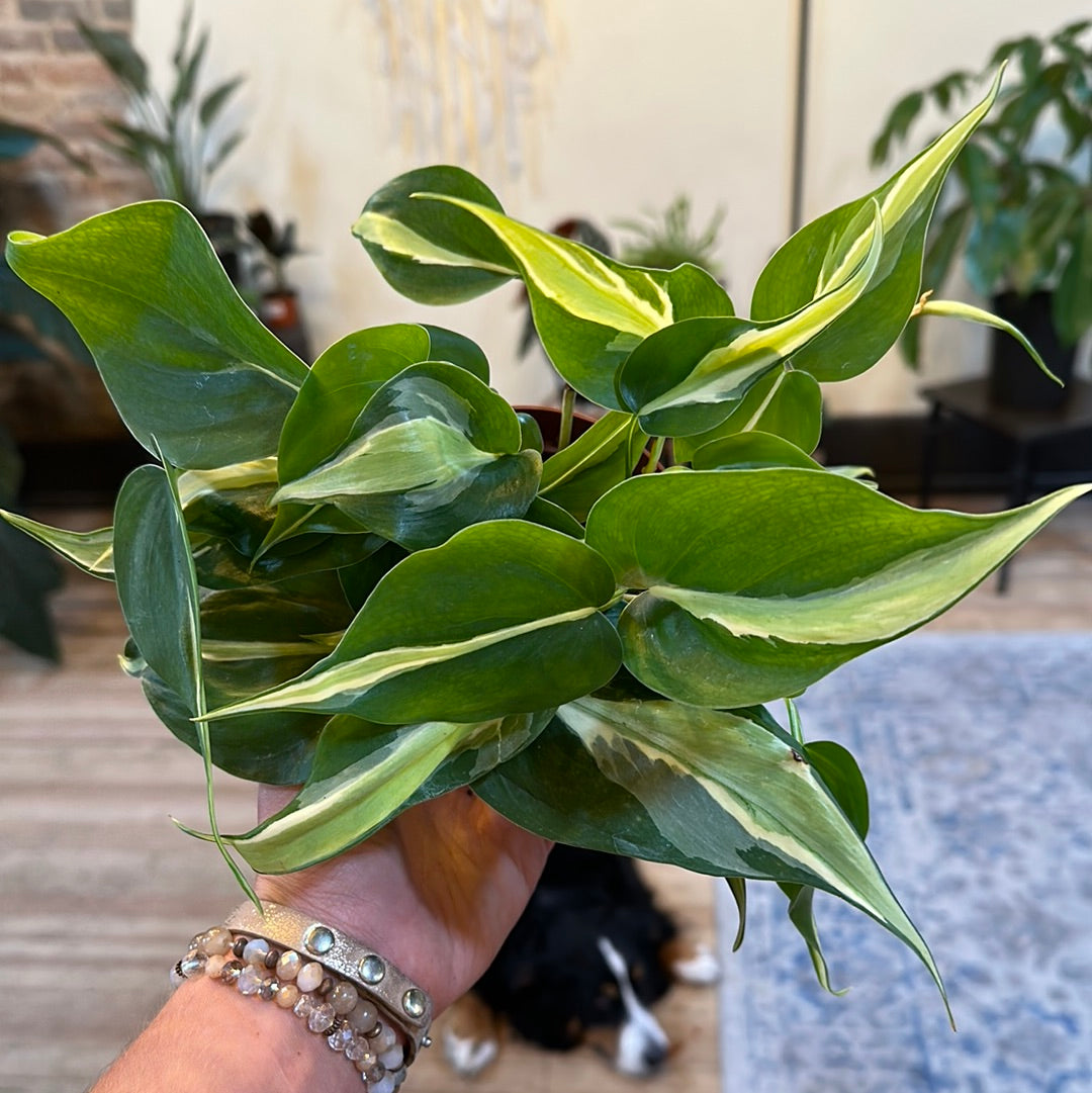 Philodendron Rio 6" – Grows on Main