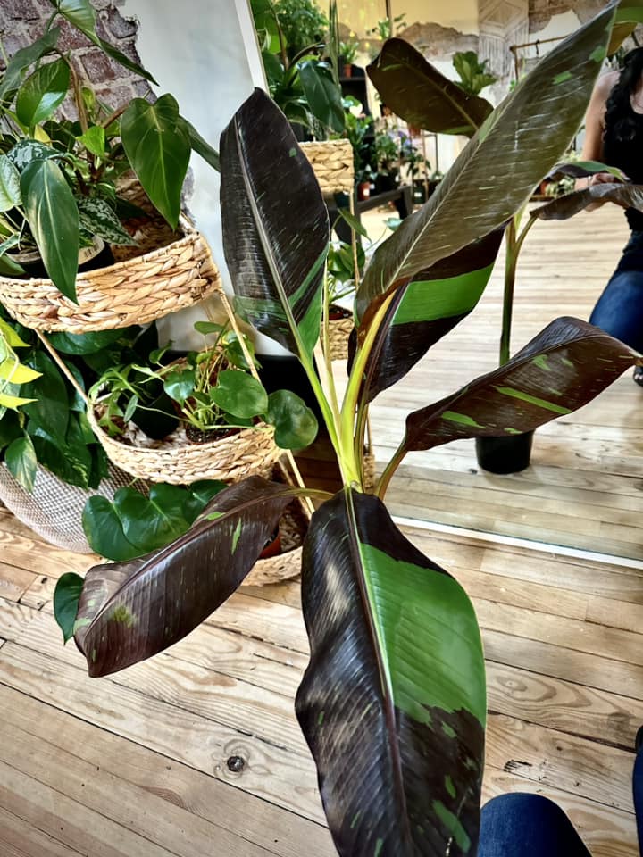 Musa 'Siam Ruby' (Banana Tree) 10" – Grows on Main
