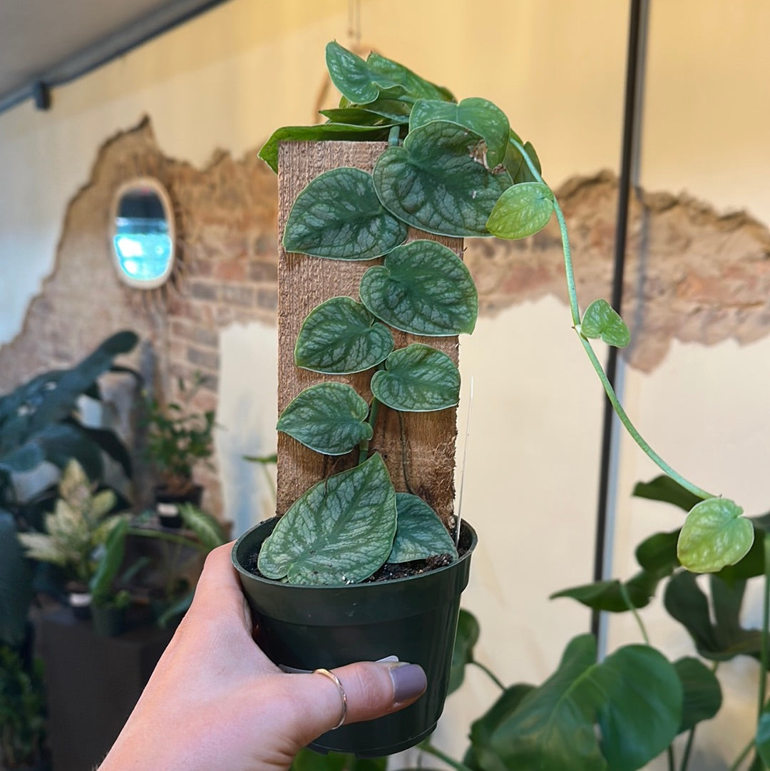 Monstera dubia Totem 4" – Grows on Main