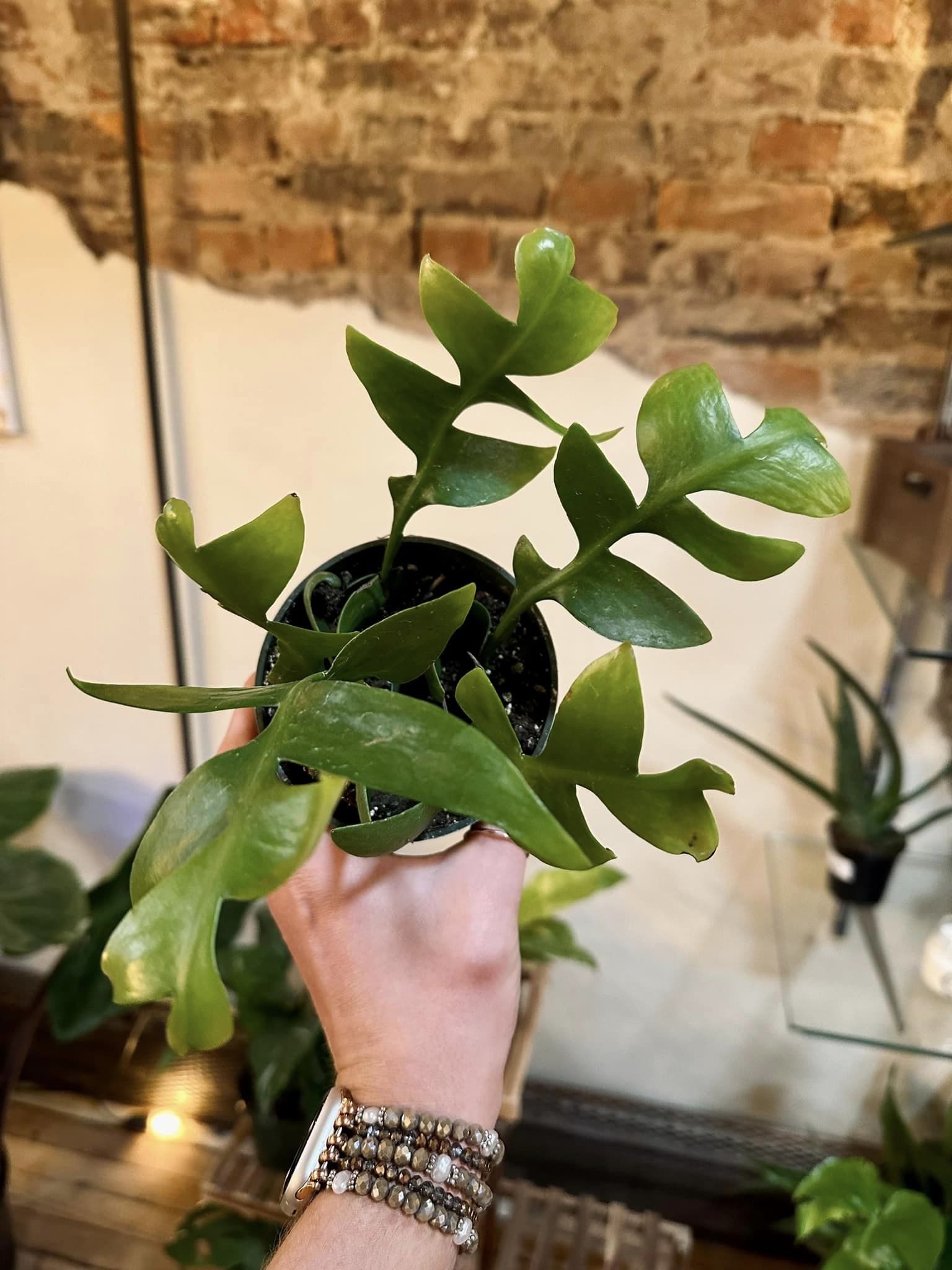 Shark Tooth Cactus 4" – Grows on Main