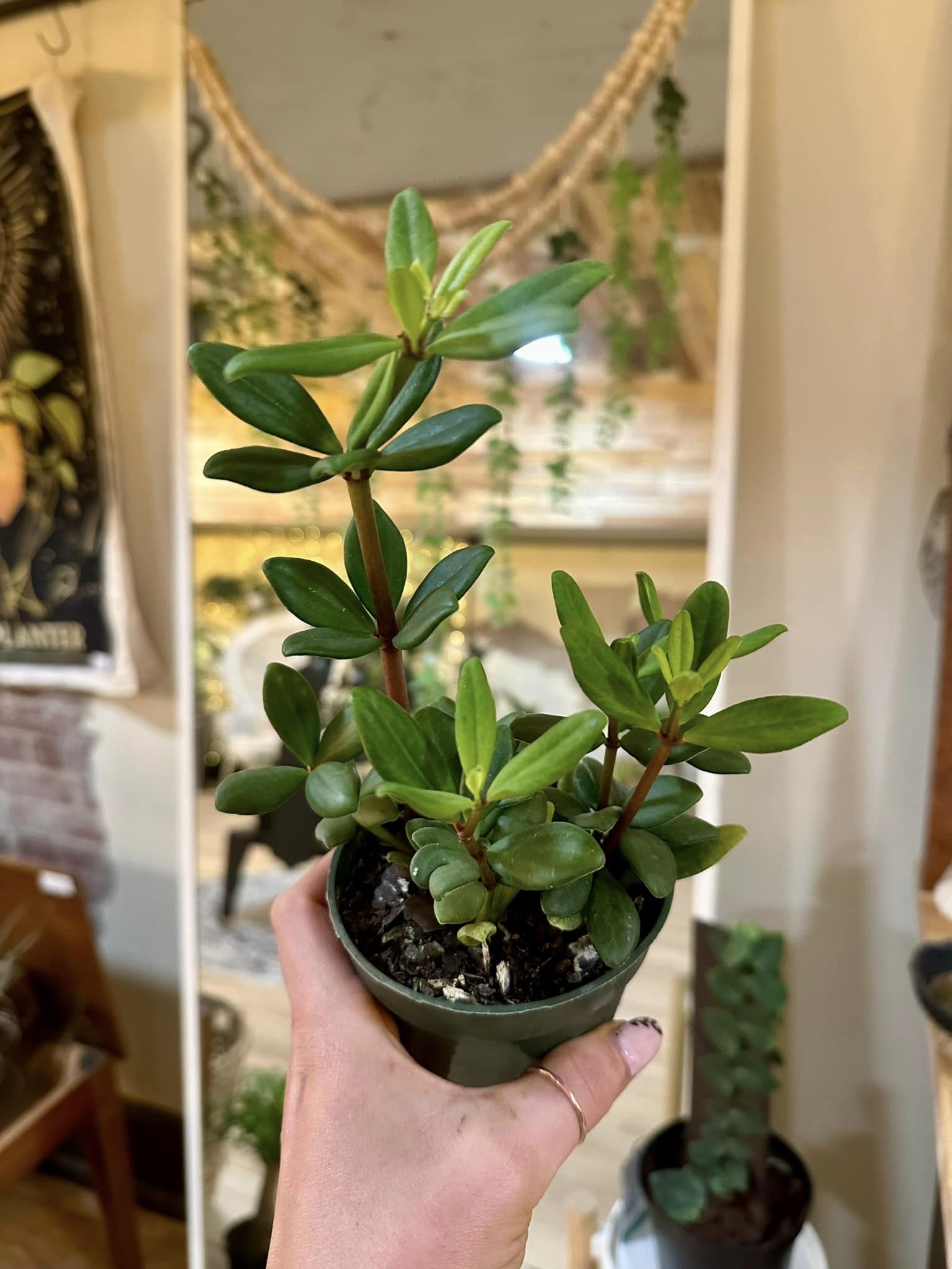 Peperomia Mojo 4" – Grows on Main
