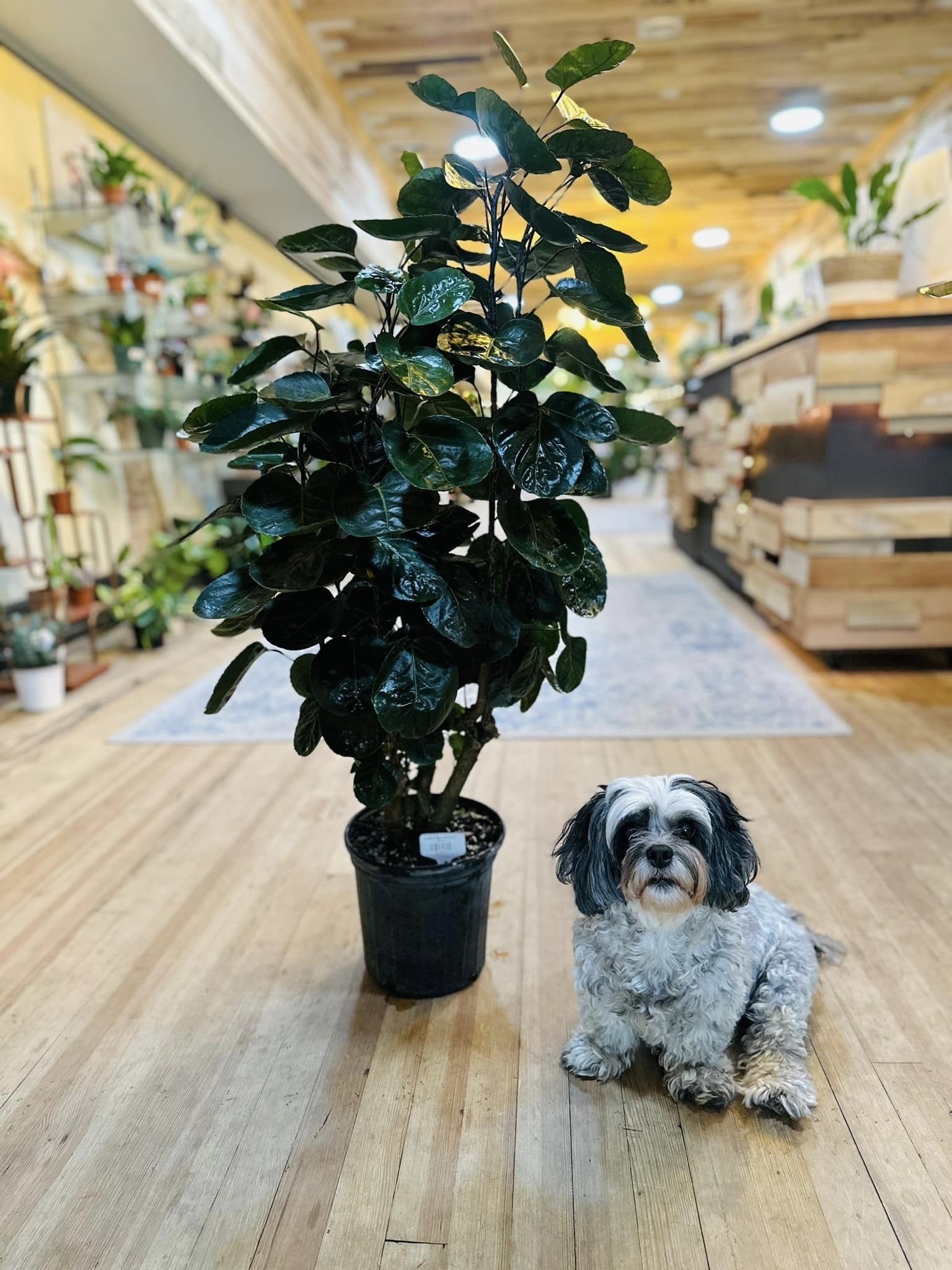 Aralia Fabian Stump 8" – Grows on Main