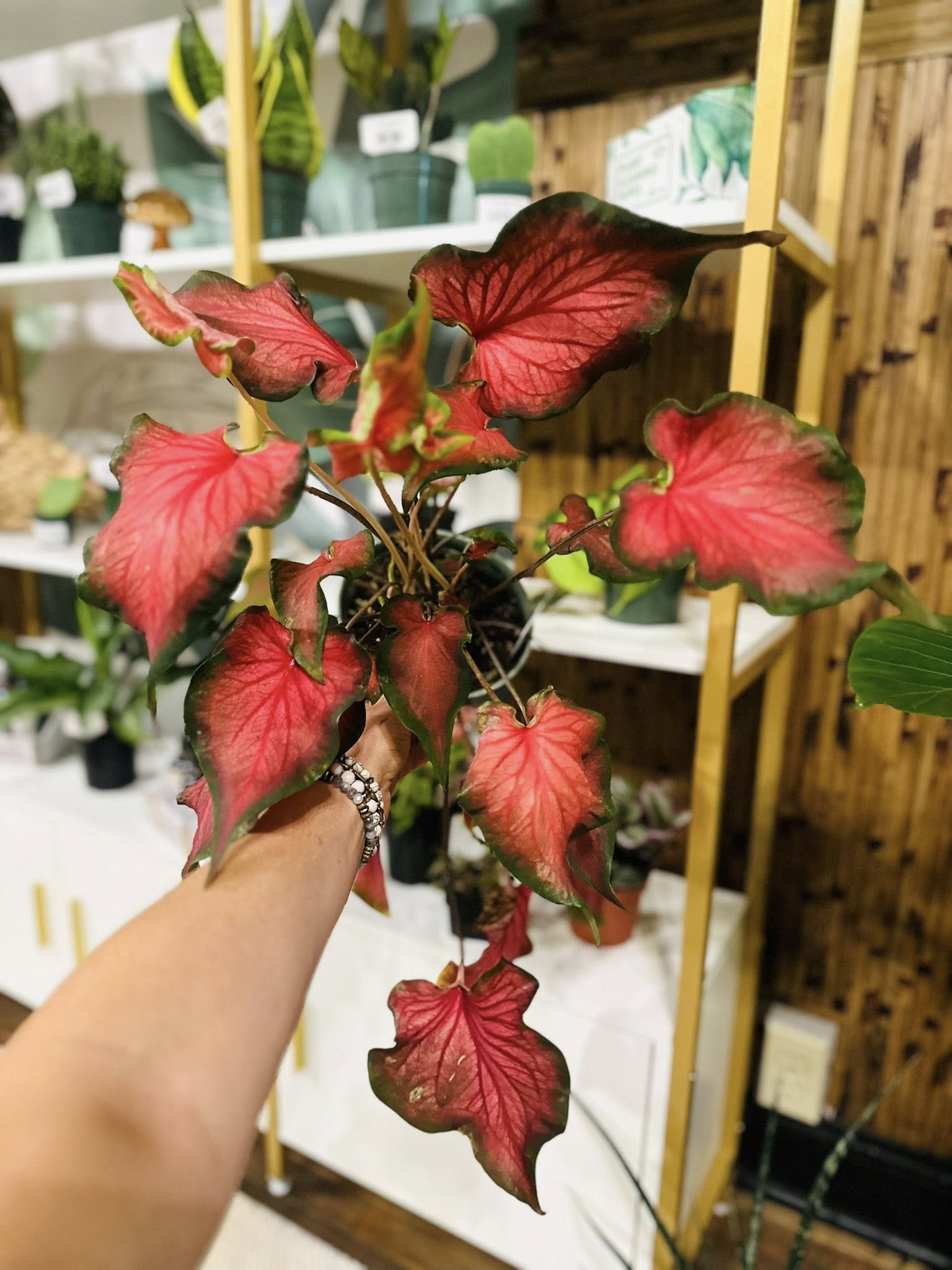 6" Caladium Fairytale Princess – Grows on Main