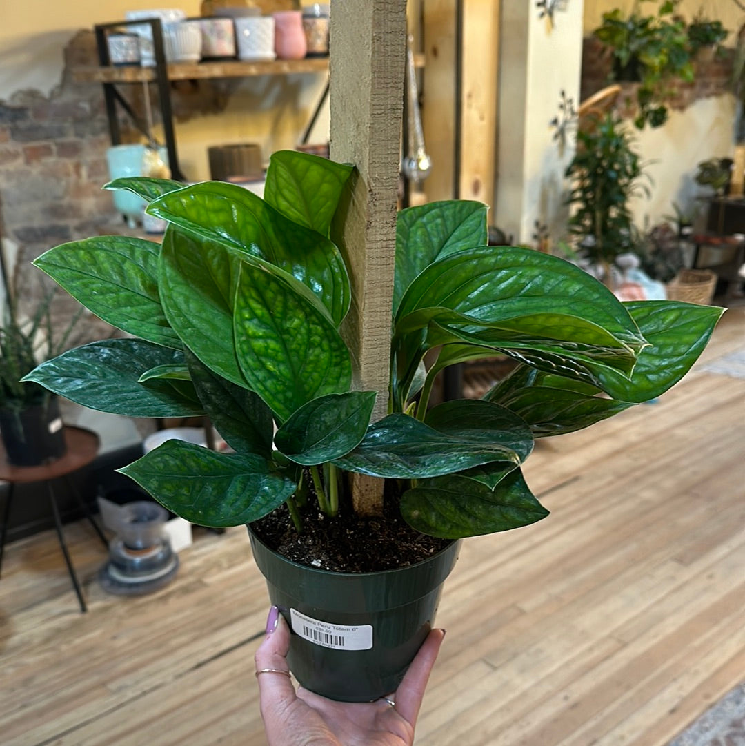 Monstera Peru Totem 6" – Grows on Main