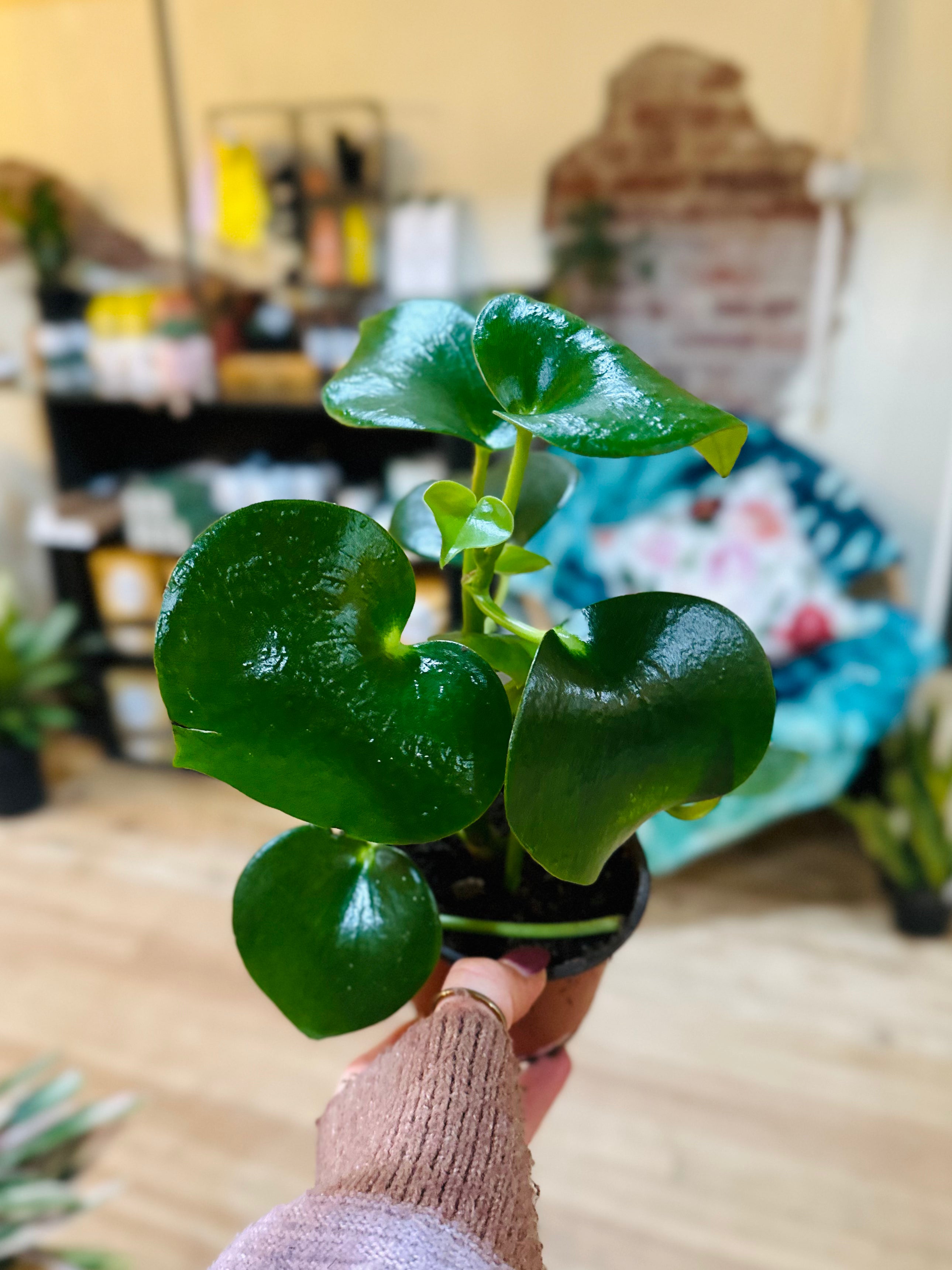 4" Peperomia Raindrop – Grows on Main