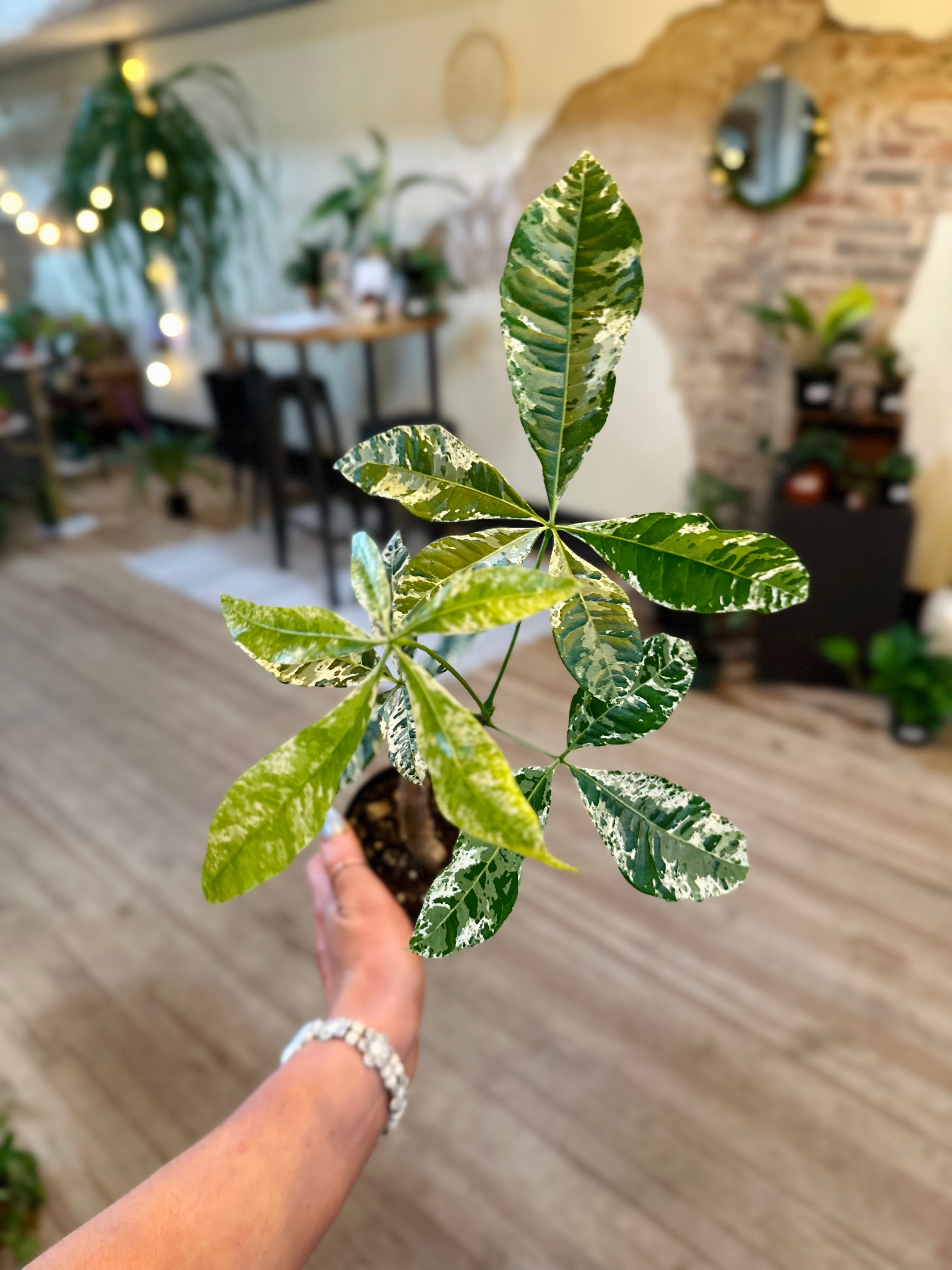 4" Money Tree Variegated – Grows on Main