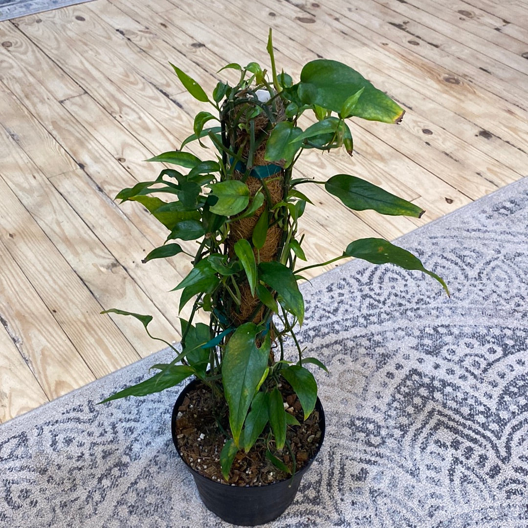 Epipremnum pinnatum 'Skeleton Key' Totem 8" – Grows on Main