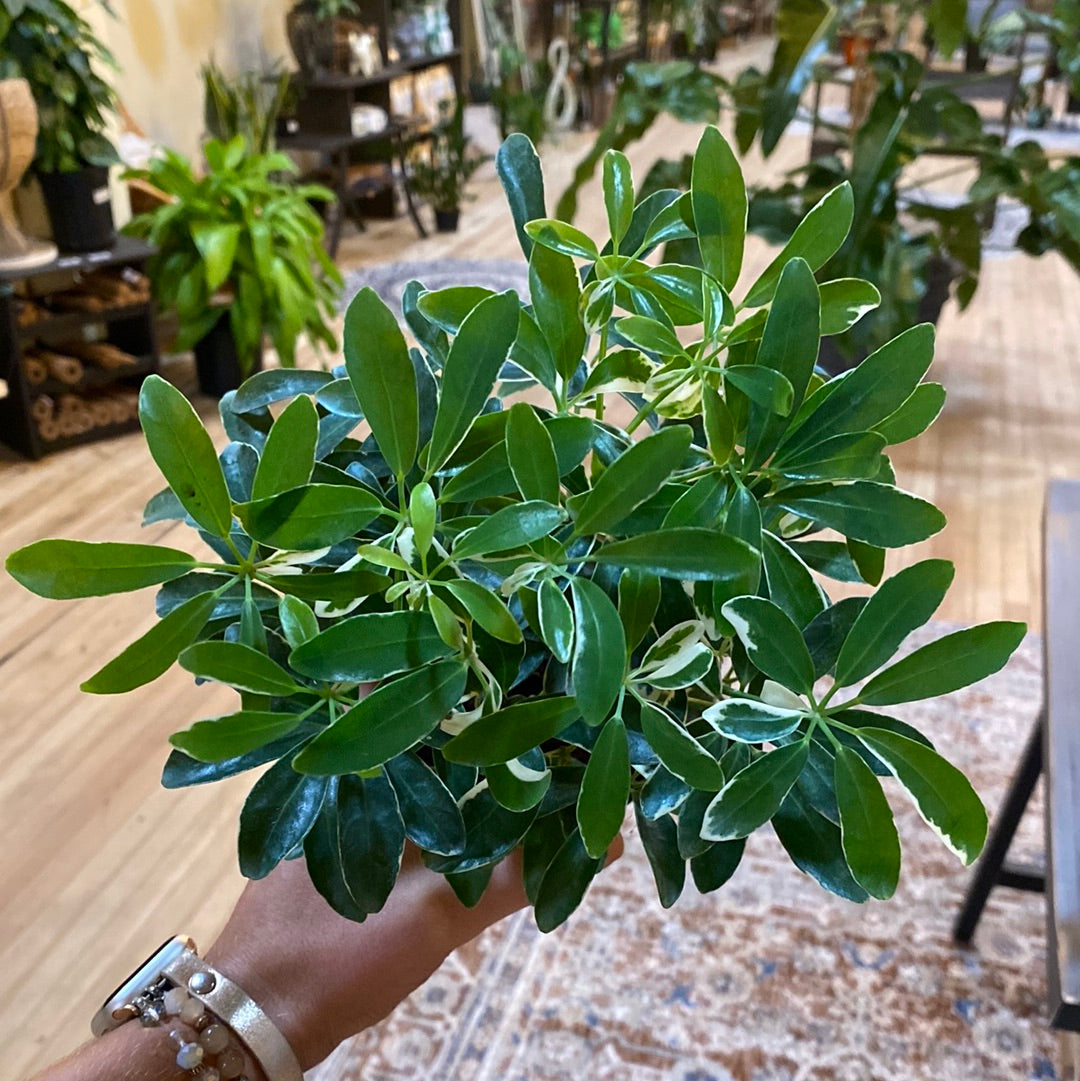 Schefflera Arboricola Mini Moondrop 4" – Grows on Main