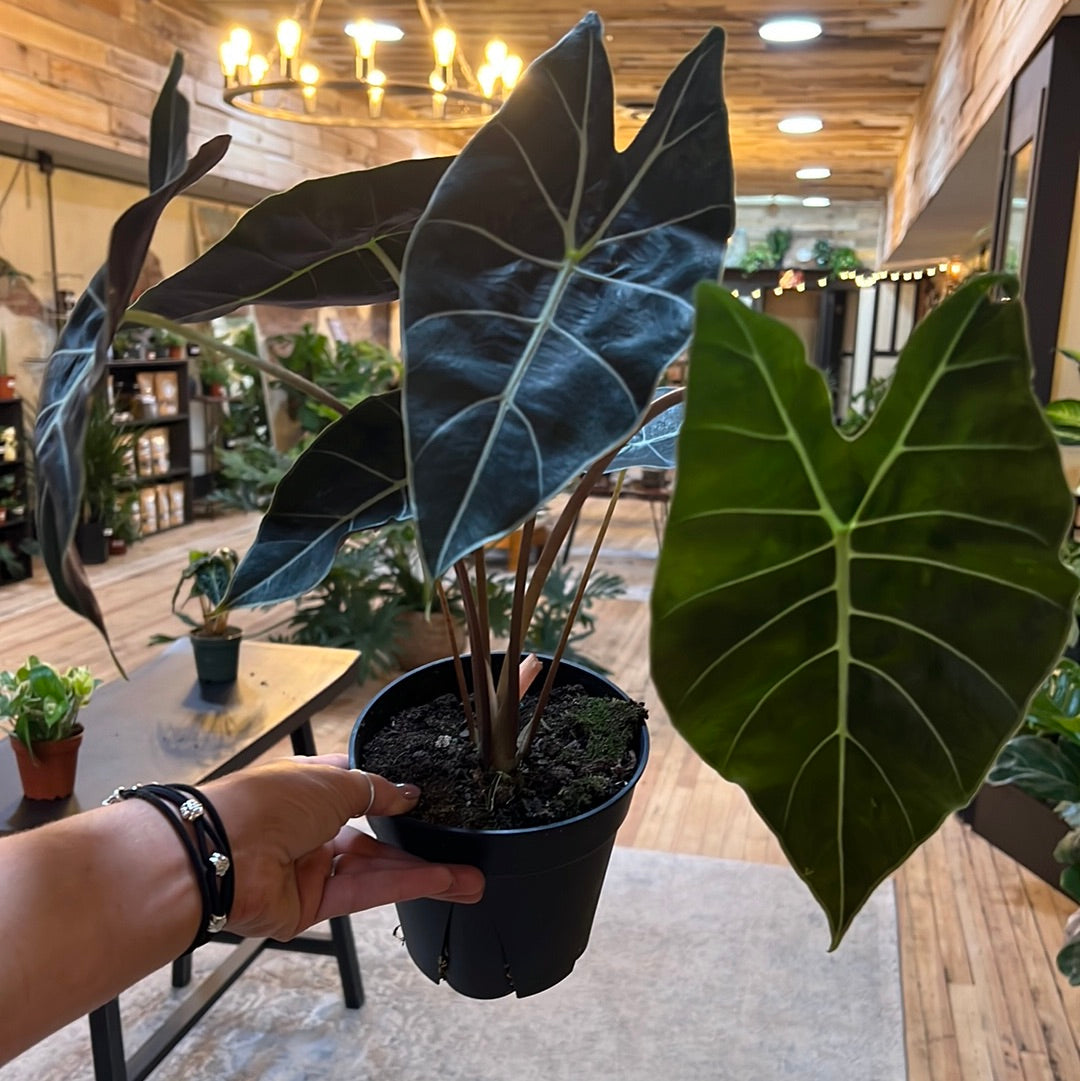Alocasia Dragon Tooth 6" – Grows on Main